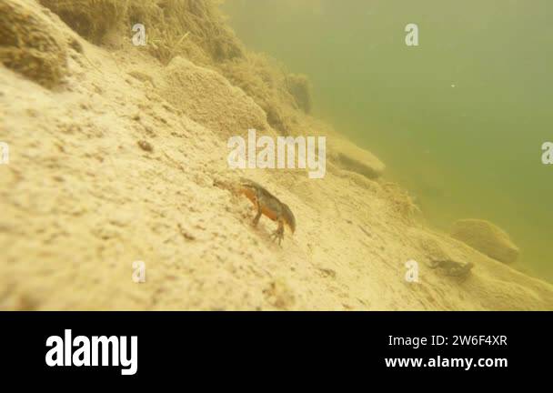 underwater life of the Carpathian and Alpine newts and other aquatic ...