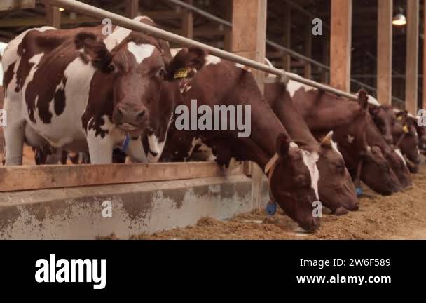 Multiple cute brown and white cows feeding in paddock, one cattle ...