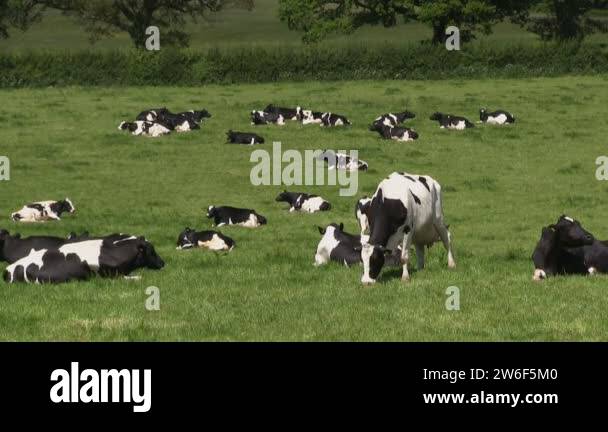 Holstein friesian bull Stock Videos & Footage - HD and 4K Video Clips ...