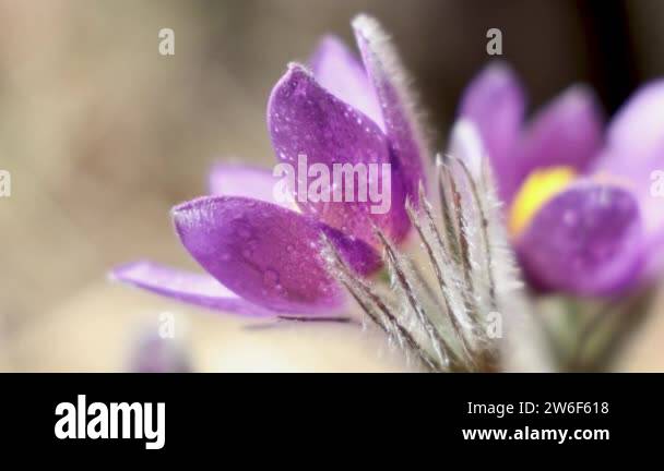 Purple pasqueflower Stock Videos & Footage - HD and 4K Video Clips - Alamy