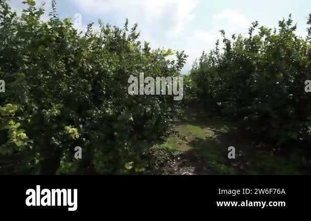 Valley lemon Stock Videos & Footage - HD and 4K Video Clips - Alamy