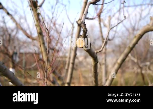 Tree processing Stock Videos & Footage - HD and 4K Video Clips - Alamy