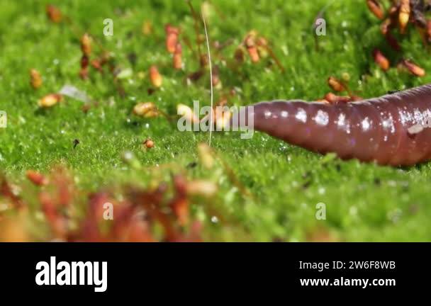 An earthworm is a terrestrial invertebrate that belongs to the class ...