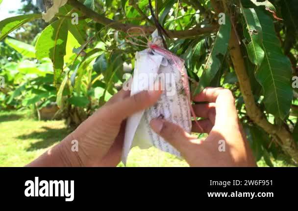 Gardener man check mango fruit,Mango trees growing in a field in ...