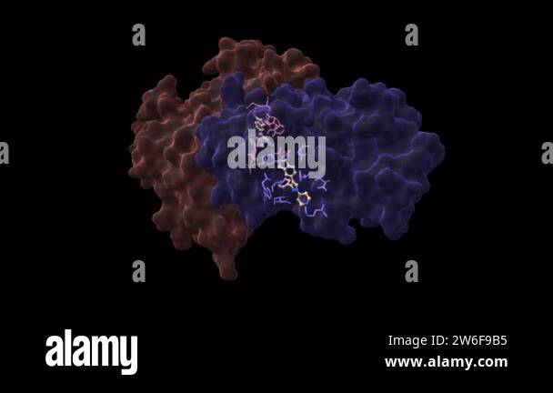 Crystal structure of c-raf (raf-1), a mitogen-activated protein kinase ...