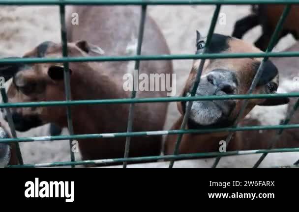 Captive cattle zoo Stock Videos & Footage - HD and 4K Video Clips - Alamy