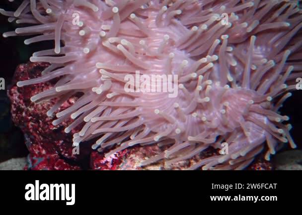 Heteractis magnifica magnificent sea anemone Stock Videos & Footage ...