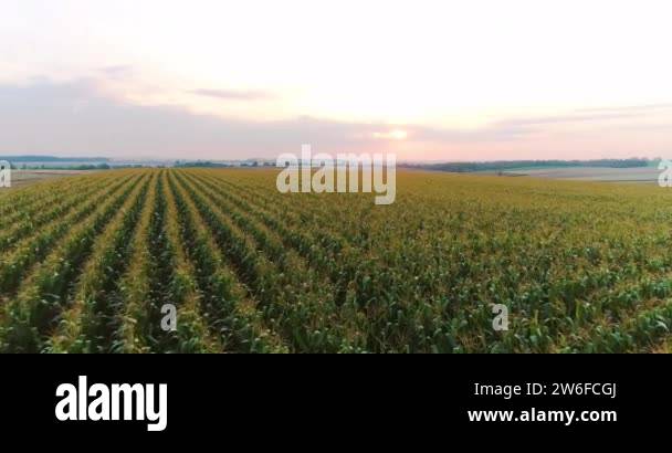 Flying over corn field agriculture Stock Videos & Footage - HD and 4K ...