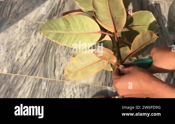 Leaf vein cutting Stock Videos & Footage - HD and 4K Video Clips - Alamy