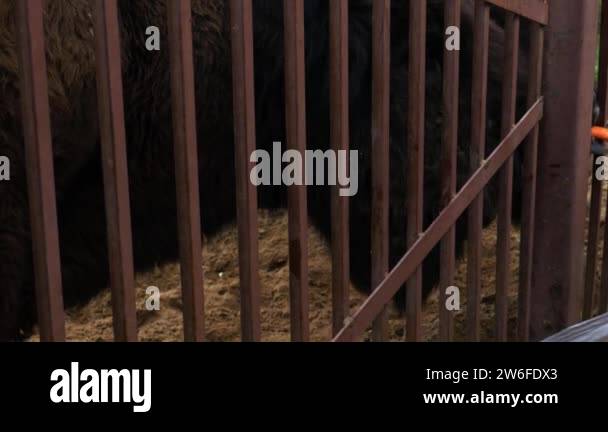 Feeding bison in the reserve. A man feeds a buffalo behind bars. Bison ...