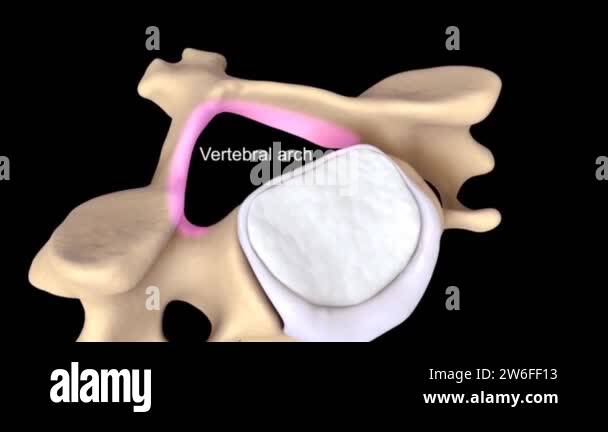 Cervical spine anatomy. Human skeleton. Medically accurate 3D animation ...