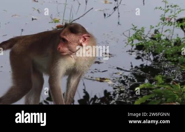 Spider monkey walking Stock Videos & Footage - HD and 4K Video Clips ...