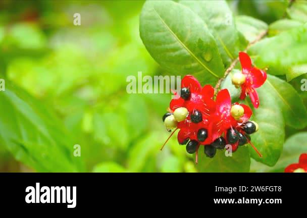 Mickey mouse plant, bud of Mickey mouse flower or ochna serrulata or ...