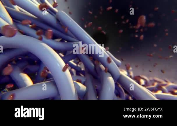 Hemostasis. Red blood cells and platelets in the blood vessel. Basic ...