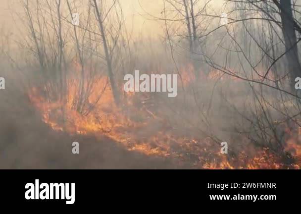 Wildfire in Spring Forest, Burning Dry Grass, Trees, Bushes, Flames and Smoke Stock Video ...