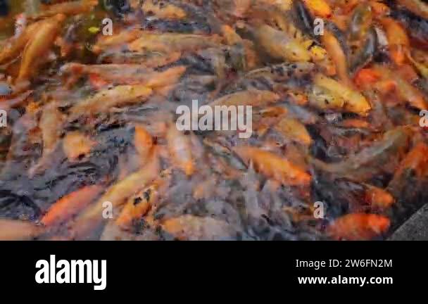 Koi Fish School Pool in Baomo Garden, Guangzhou, China, with flowing ...
