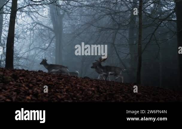 Stags and animals Stock Videos & Footage - HD and 4K Video Clips - Alamy