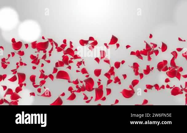 Flower Petals falling into camera, Pink Rose, Smelling flowers, Dust ...