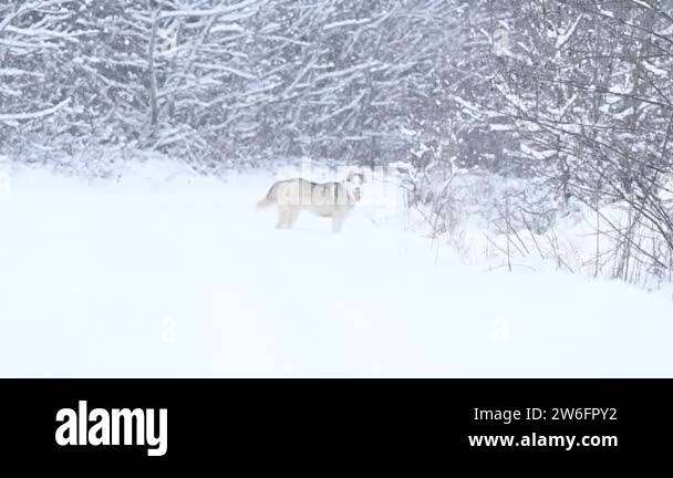 Siberian Husky, walks in the woods like a lone wolf predator, winter ...
