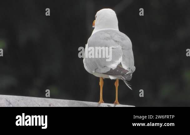 Webbed feet bird Stock Videos & Footage - HD and 4K Video Clips - Alamy