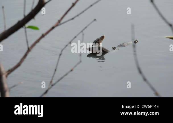 Rare scene of of giant lizard reptile mating in water of the forest ...