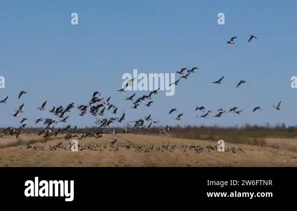 Wild geese take off from the field. Season of migration of wild flocks ...