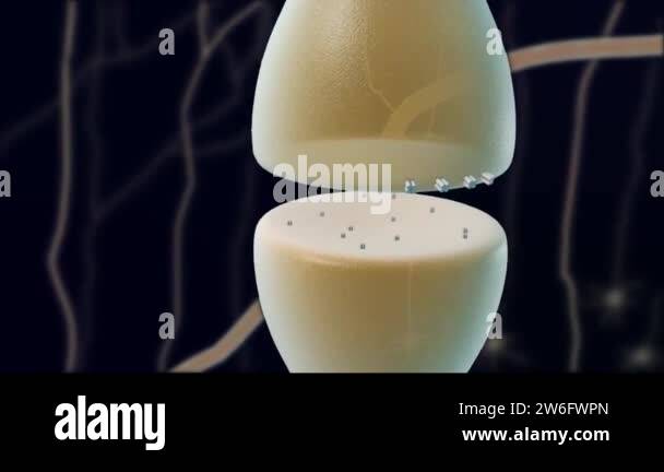 Synaptic transmission, human nervous system. Brain synapses ...