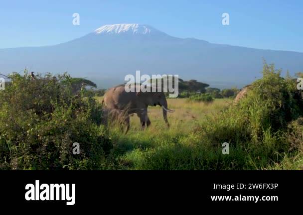 Elephant caravan Stock Videos & Footage - HD and 4K Video Clips - Alamy