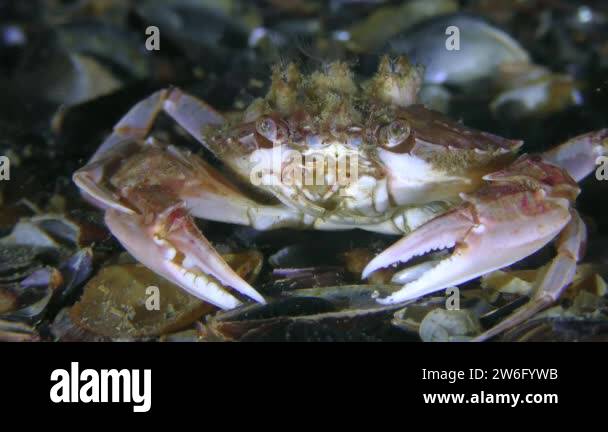 Swimming crab (Liocarcinus holsatus) with balianus shells on its back ...