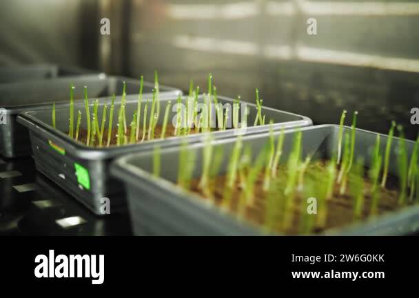 sprouted corn seeds. close-up. laboratory containers with sprouted in ...