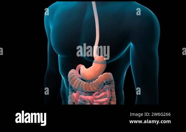 Digestive system overview Stock Videos & Footage - HD and 4K Video ...