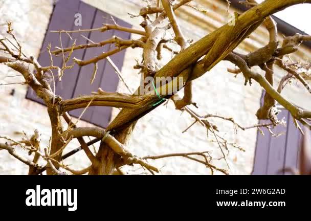 Ornamental support Stock Videos & Footage - HD and 4K Video Clips - Alamy
