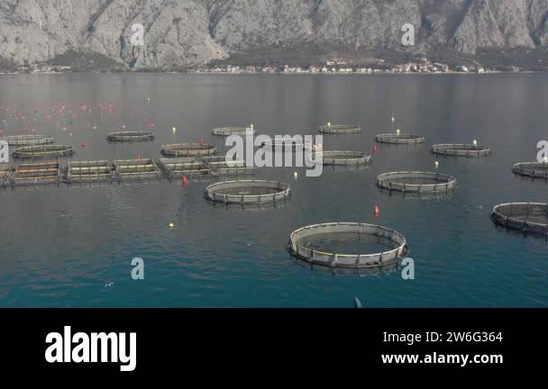 Aerial shoot of fish, oyster and mussel sea farm of pasture type with ...