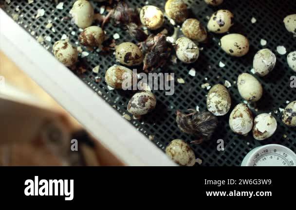 the hatching of quails from eggs. Chicks in the incubator. Breeding ...