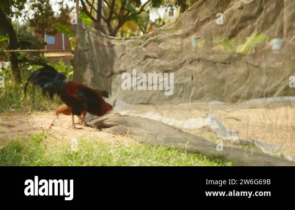 Chicken eating rice seed Stock Videos & Footage - HD and 4K Video Clips ...