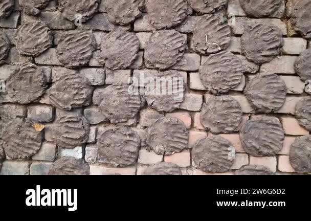 Cow Dung Cakes or gobar upla used as fuel for making food in villages ...