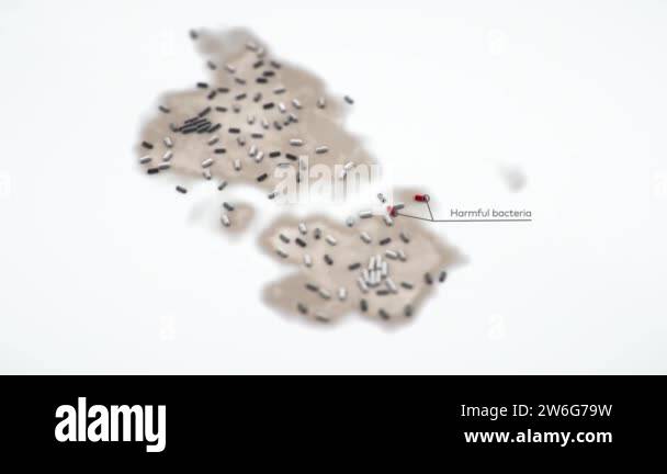Bacteria Lactobacillus in human intestine, 3D animation. Normal flora ...
