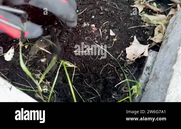 Hoe gardening Stock Videos & Footage - HD and 4K Video Clips - Alamy