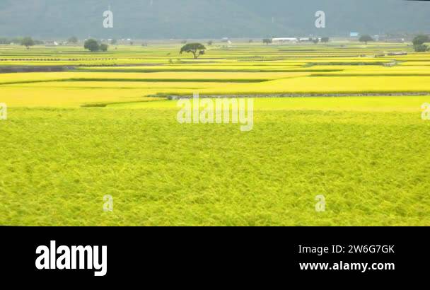Paddy field landscape Stock Videos & Footage - HD and 4K Video Clips ...
