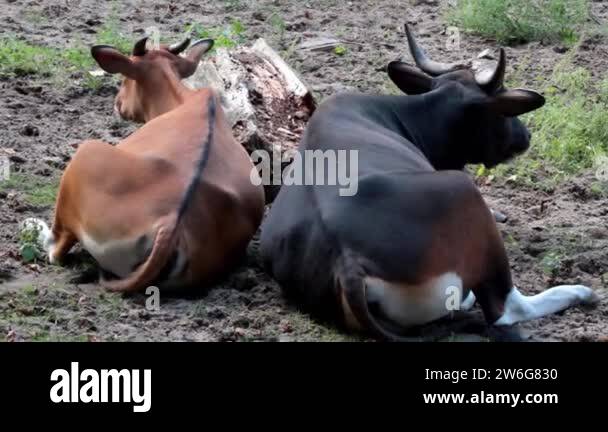 Cattle tails Stock Videos & Footage - HD and 4K Video Clips - Alamy