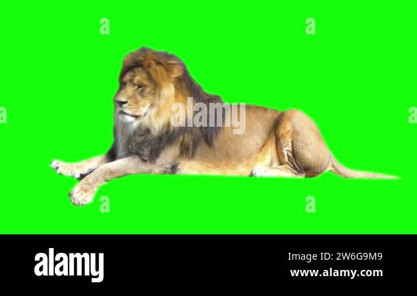 Lion green screen Stock Videos & Footage - HD and 4K Video Clips - Alamy