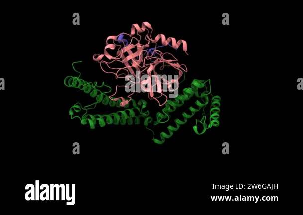 Staphylocoagulase (green) complexed with human thrombin heterodimer ...