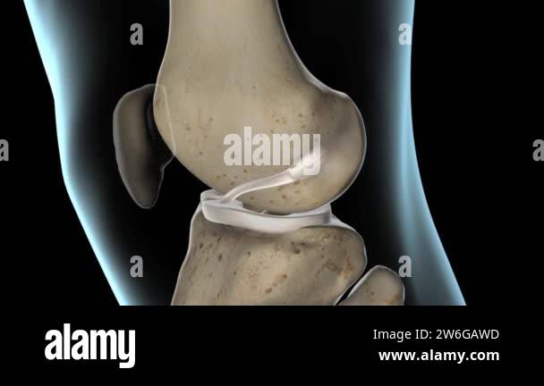 anterior cruciate ligament, the knee joint Stock Video Footage - Alamy