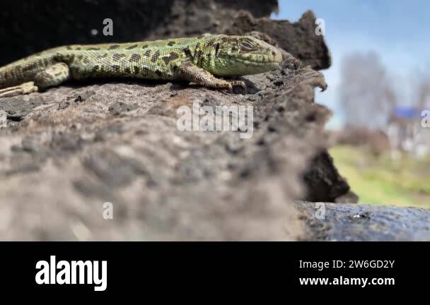 Squama texture Stock Videos & Footage - HD and 4K Video Clips - Alamy