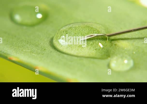 Aloe Vera plant and syringe, using the aloe vera plant for the ...