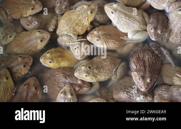 Edible bullfrog Stock Videos & Footage - HD and 4K Video Clips - Alamy