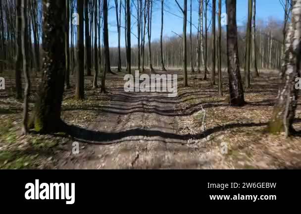 Planting a new forest. Foresters plant trees after deforestation. Young ...