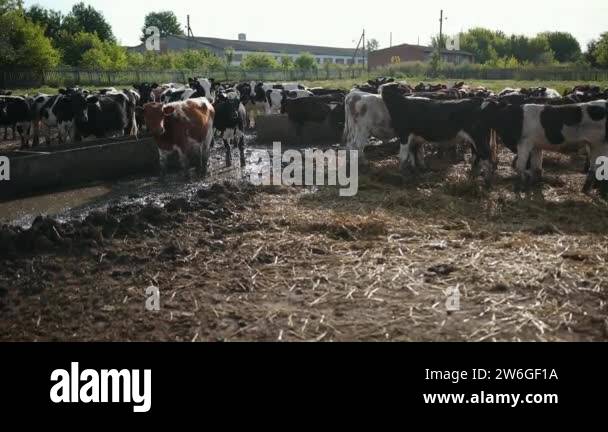 Bull set Stock Videos & Footage - HD and 4K Video Clips - Alamy