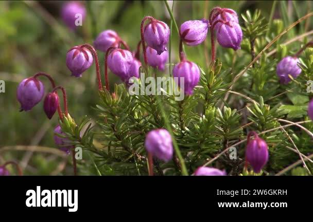 Heather blossoms in wild Stock Videos & Footage - HD and 4K Video Clips ...