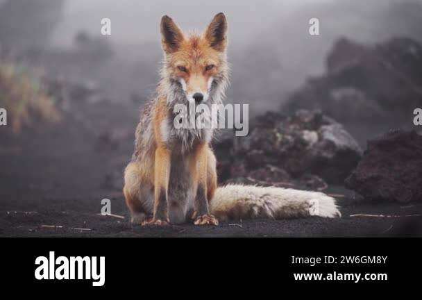 Funny red fox Stock Videos & Footage - HD and 4K Video Clips - Alamy